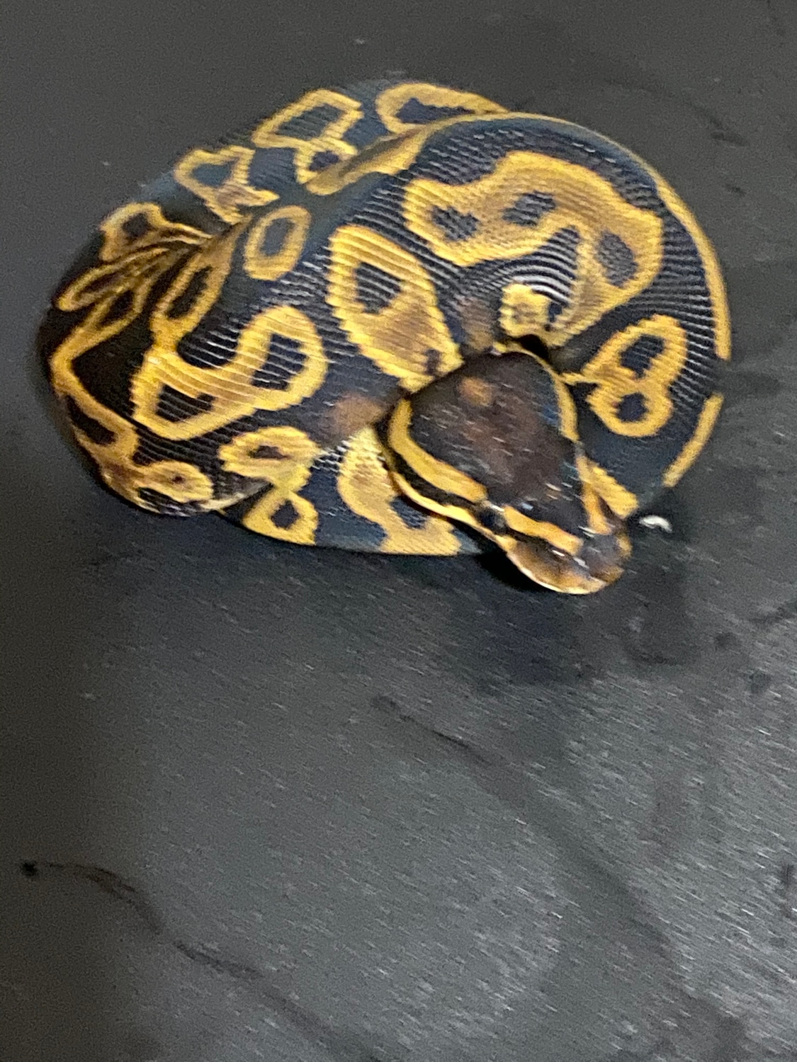 Leopard Yellowbelly Ball Python by Dougie's Reptiles - MorphMarket