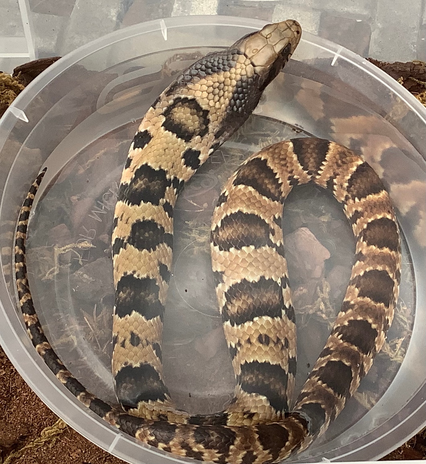 Hypo False Water Cobra Female More Colubrid by DnS Serpents - MorphMarket