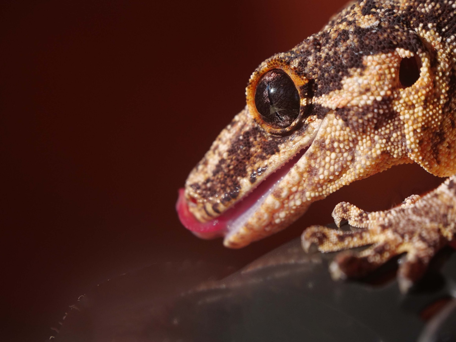 Phantom Eye Yellow Base Gargoyle Gecko by Gemstone Geckos - MorphMarket