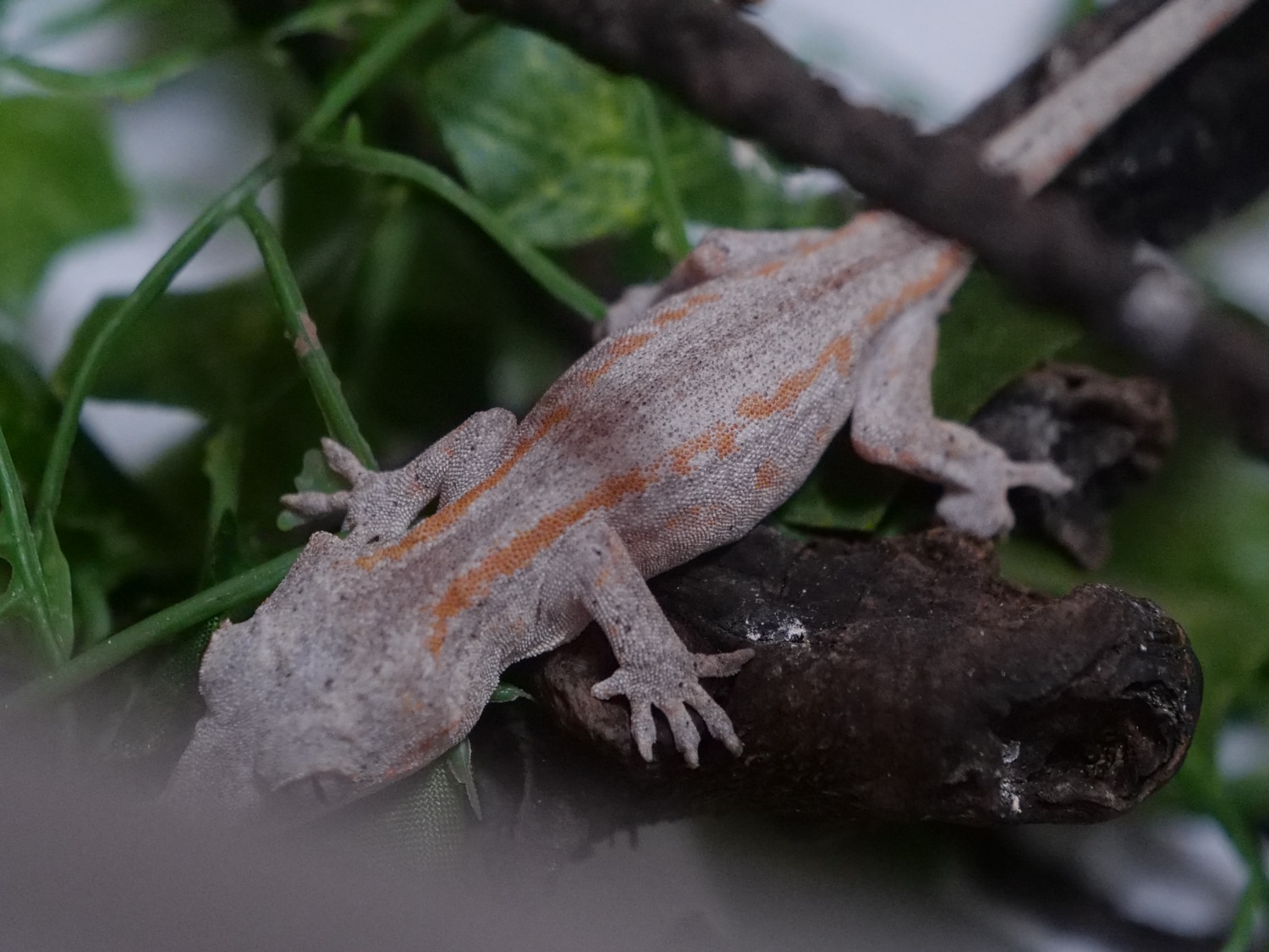 Pastel Orange Stripe Gargoyle Gecko by Gemstone Geckos - MorphMarket