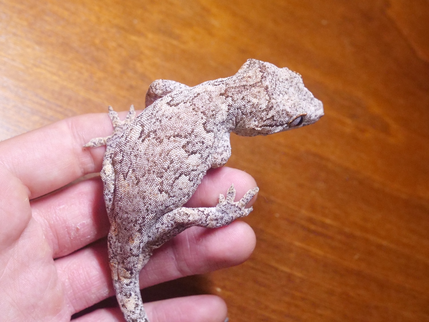Pos Phantom Eye White Reticulated Pos Pink Base Gargoyle Gecko by ...