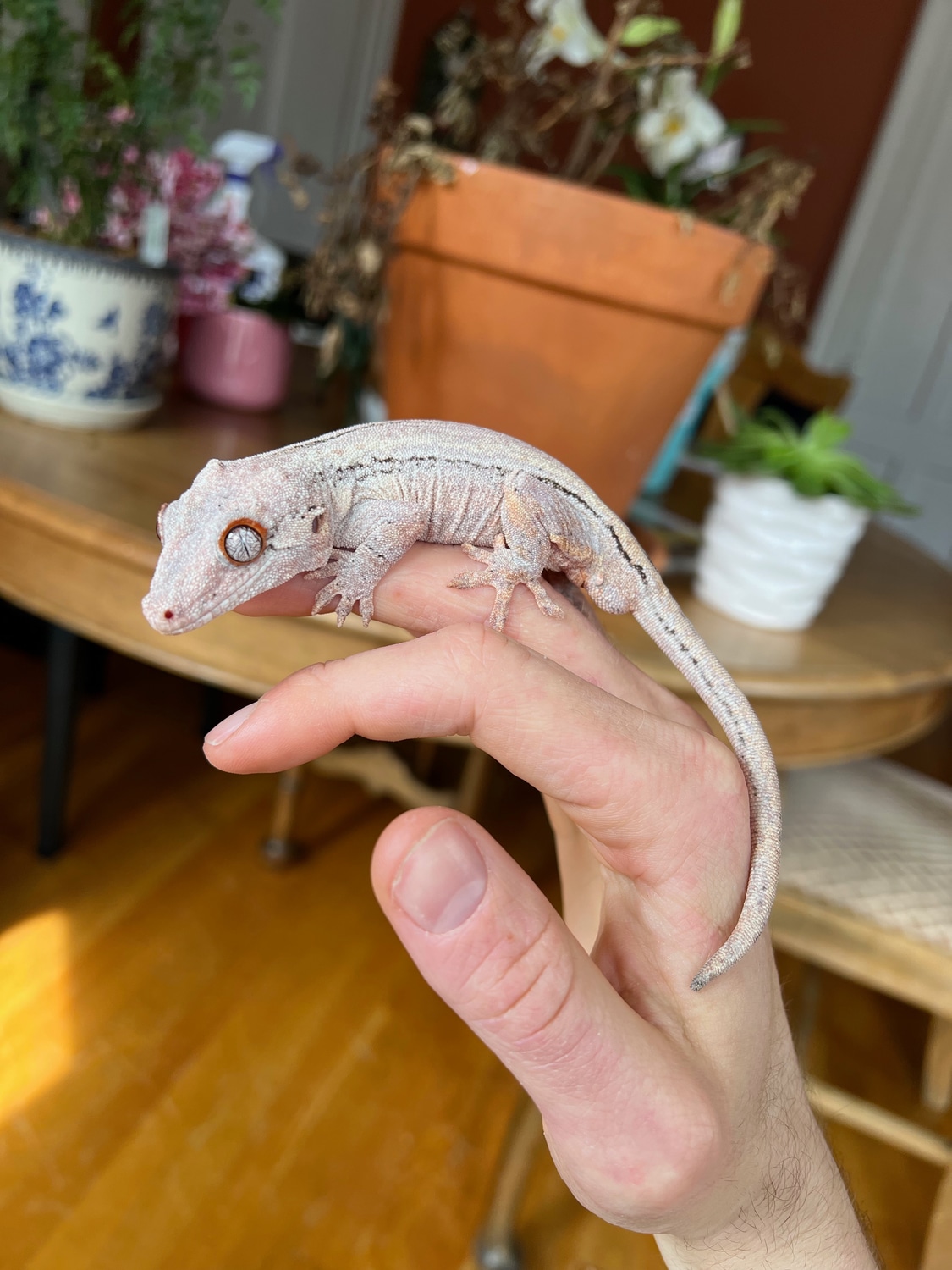 Pos Phantom Eye Maroon Beauty Gargoyle Gecko by Gemstone Geckos ...