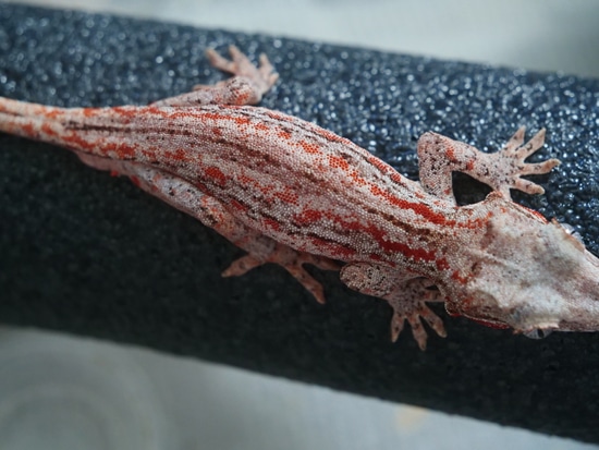 Vibrant Orange Stripe Gargoyle Gecko by Gemstone Geckos