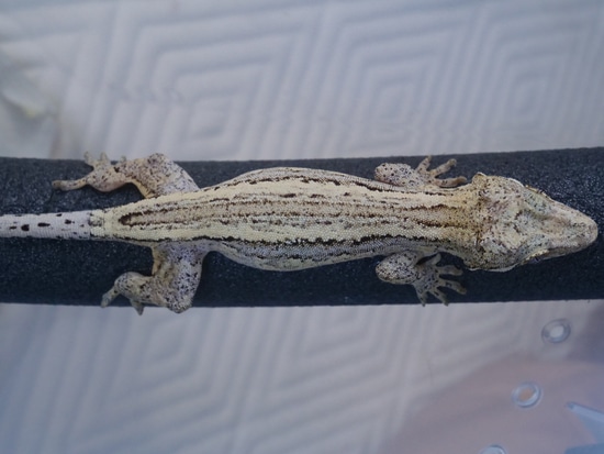 Pos Phantom Eye White/yellow Stripe Gargoyle Gecko by Gemstone Geckos