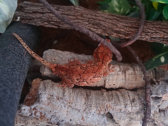 Red Base Reticulated Pos Phantom Eye Gargoyle Gecko by Gemstone Geckos