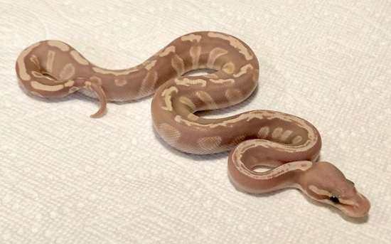 Coral Glow Ghi Mojave Ball Python by DNSMORPHS