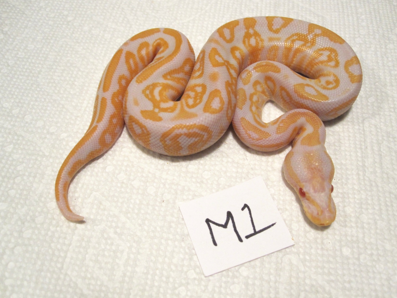 Black Pastel Candino Ball Python by Dnsmorphs - MorphMarket