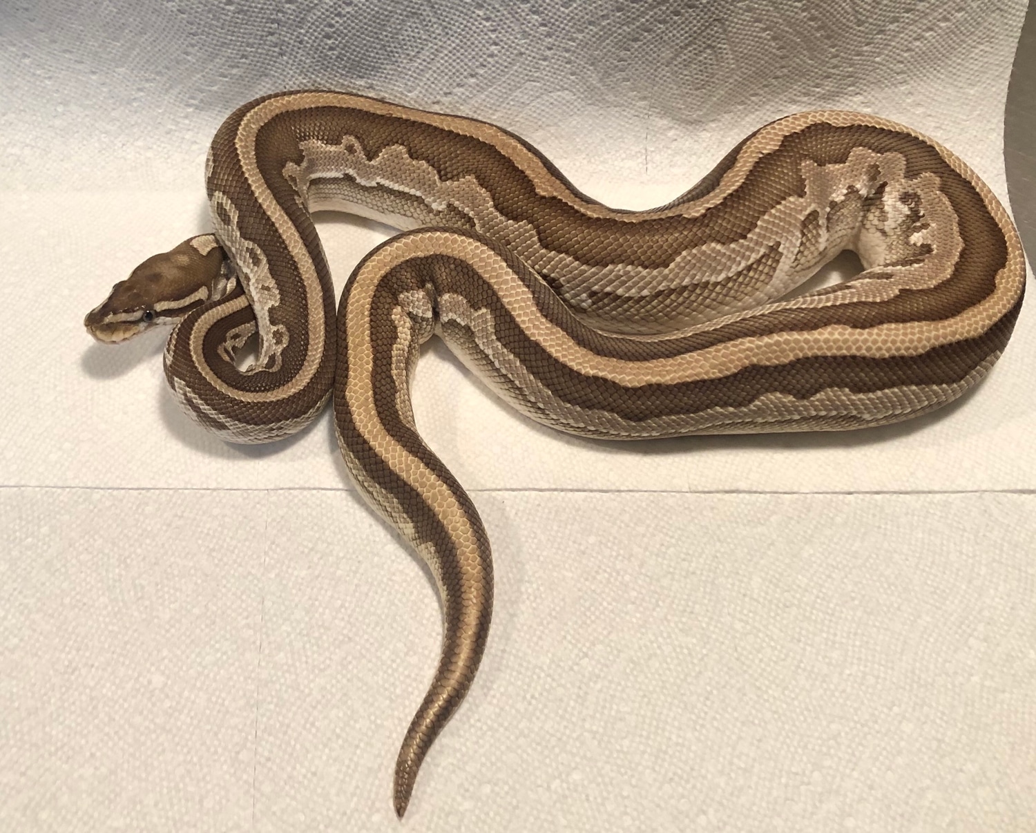 Lesser Leopard Ball Python by Dnsmorphs - MorphMarket