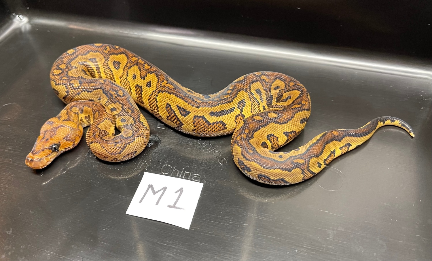 10% OFF Redstripe Yellow Belly Clown Ball Python by Dnsmorphs - MorphMarket