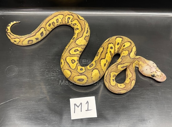 Redstripe Yellow Belly Firefly Clown Ball Python by DNSMORPHS