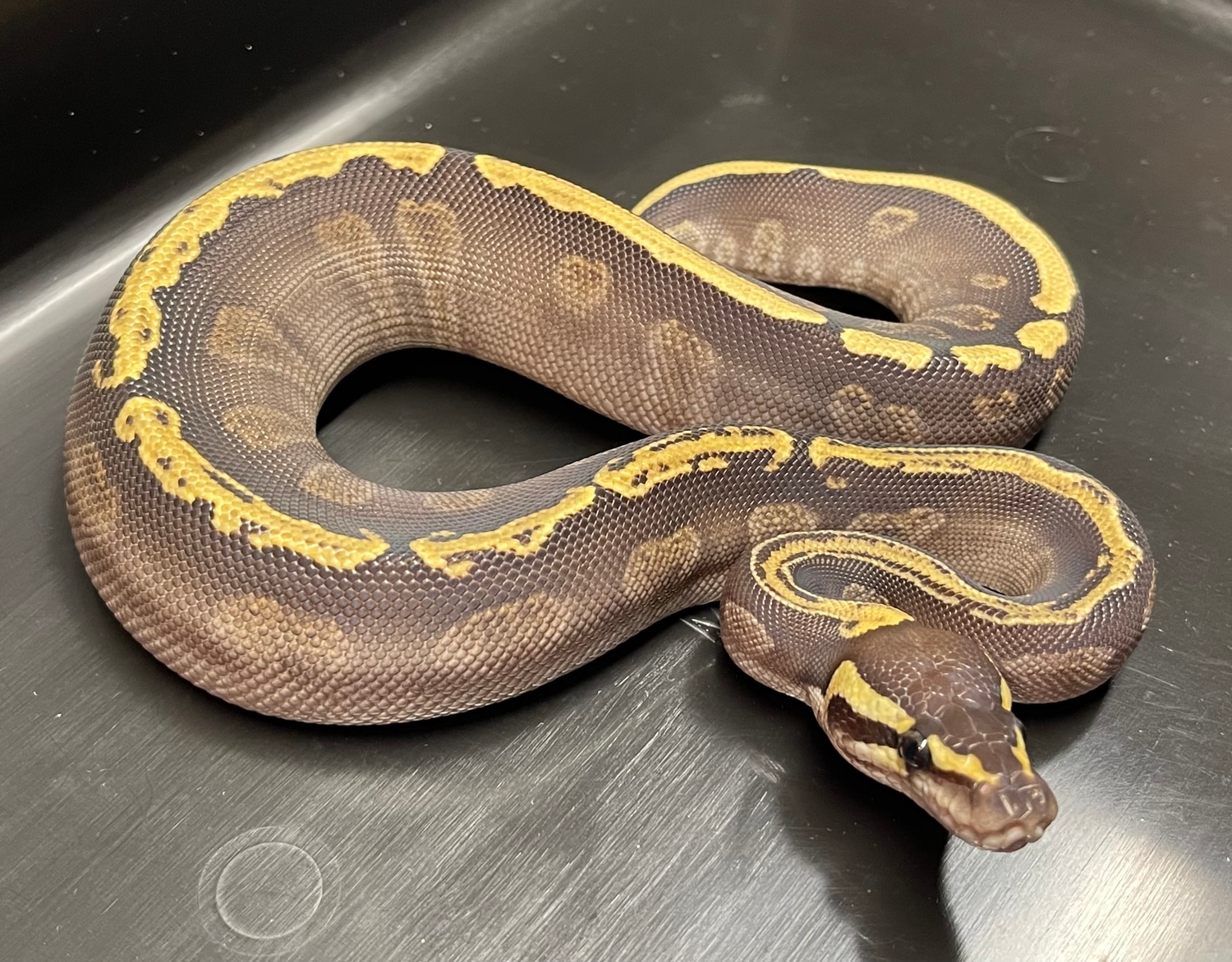 Ghi Mojave Het Clown Ball Python by Dnsmorphs - MorphMarket