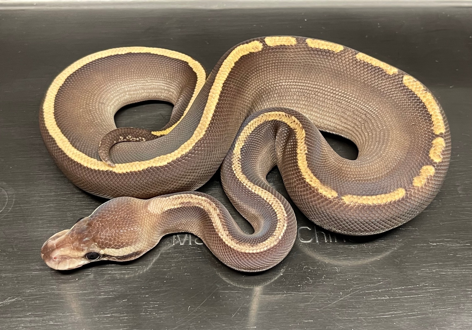 Ghi Mojave Black Pastel Pos Trick Ball Python by Dnsmorphs - MorphMarket