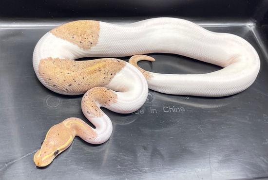Black Pastel Coral Glow Pied Ball Python by Dnsmorphs