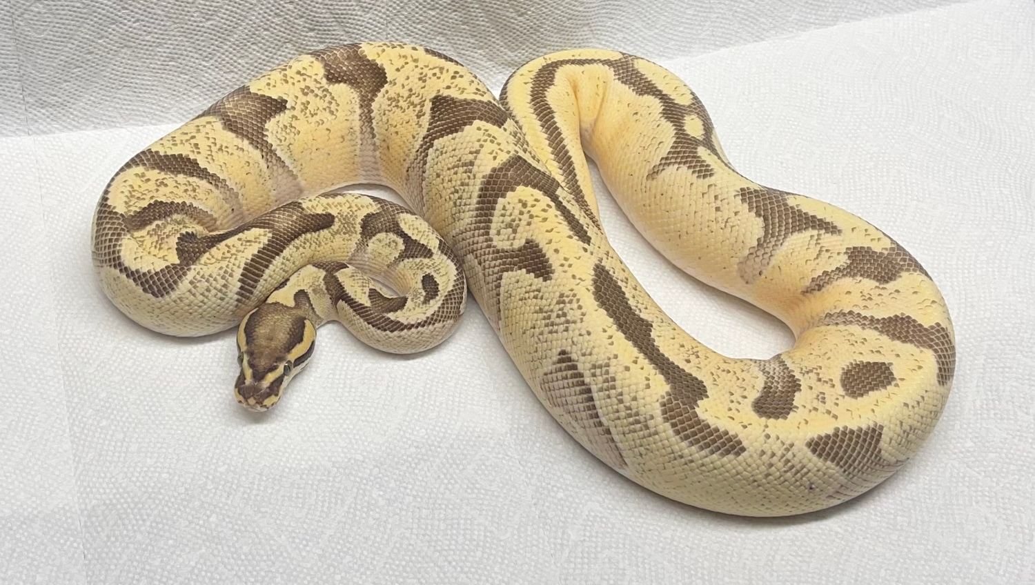 Orange Dream Enchi Fire Yb Ball Python by Dnsmorphs - MorphMarket