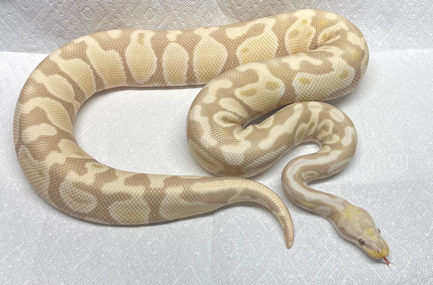 20% OFF Pastel Candy Ball Python by Dnsmorphs - MorphMarket