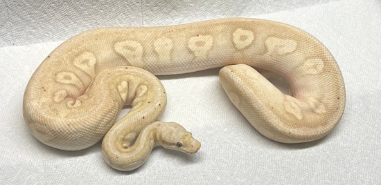 Pastel Coral Glow Mojave Het Puzzle Ball Python by DNSMORPHS