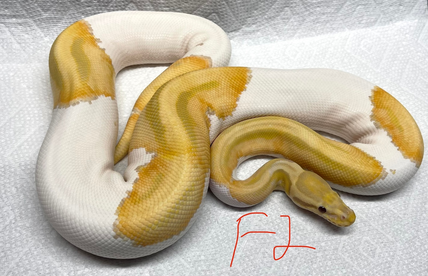Candy Pied Ball Python by Dnsmorphs - MorphMarket