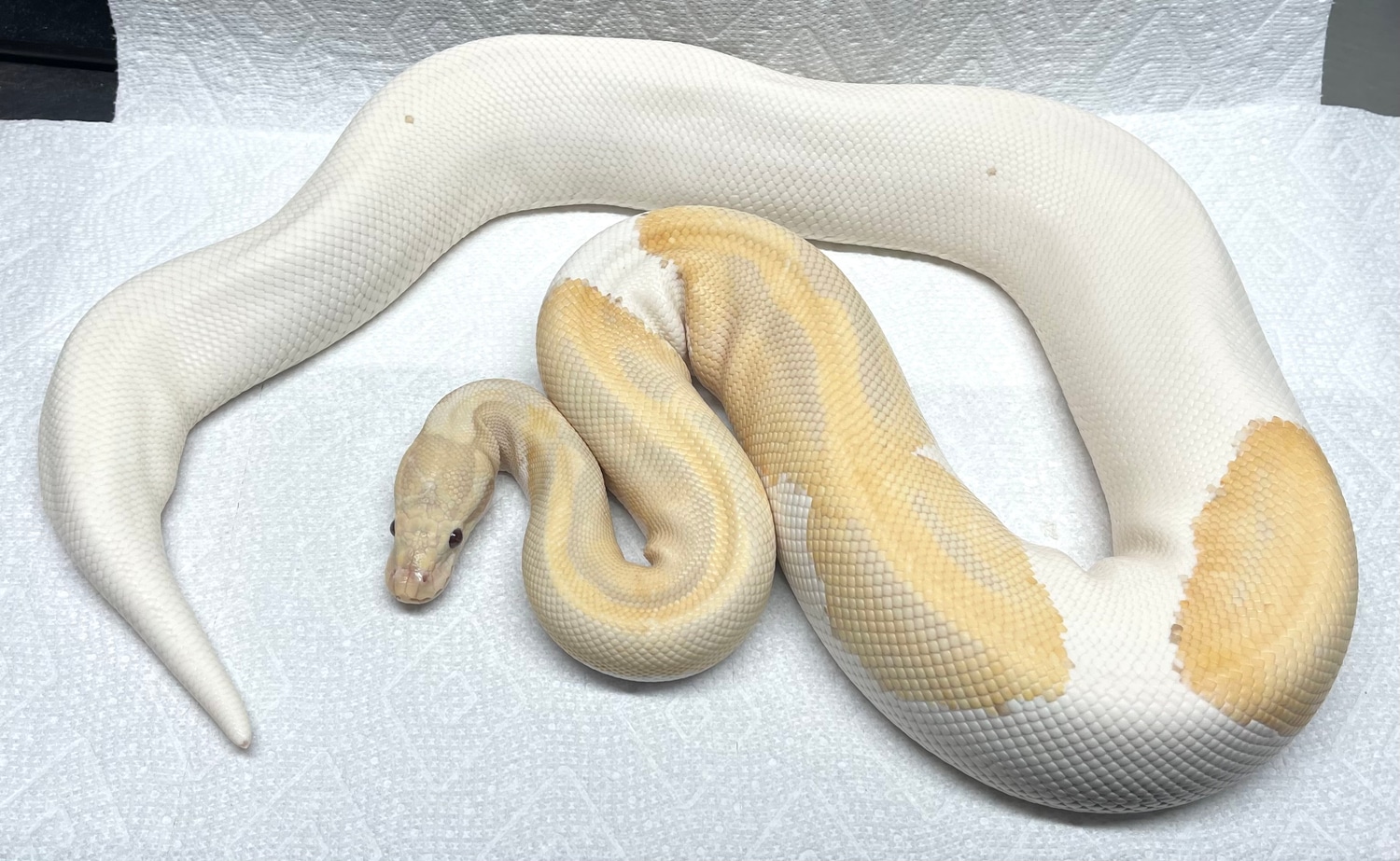 Candy Pied Ball Python by Dnsmorphs - MorphMarket