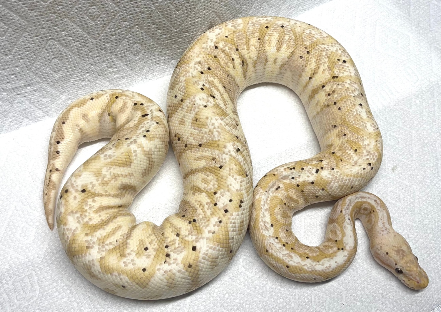 Coral Glow Inferno Ball Python by Dnsmorphs - MorphMarket