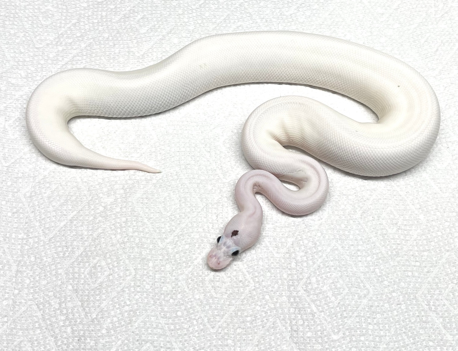 Panda Pied Ball Python by Dnsmorphs - MorphMarket