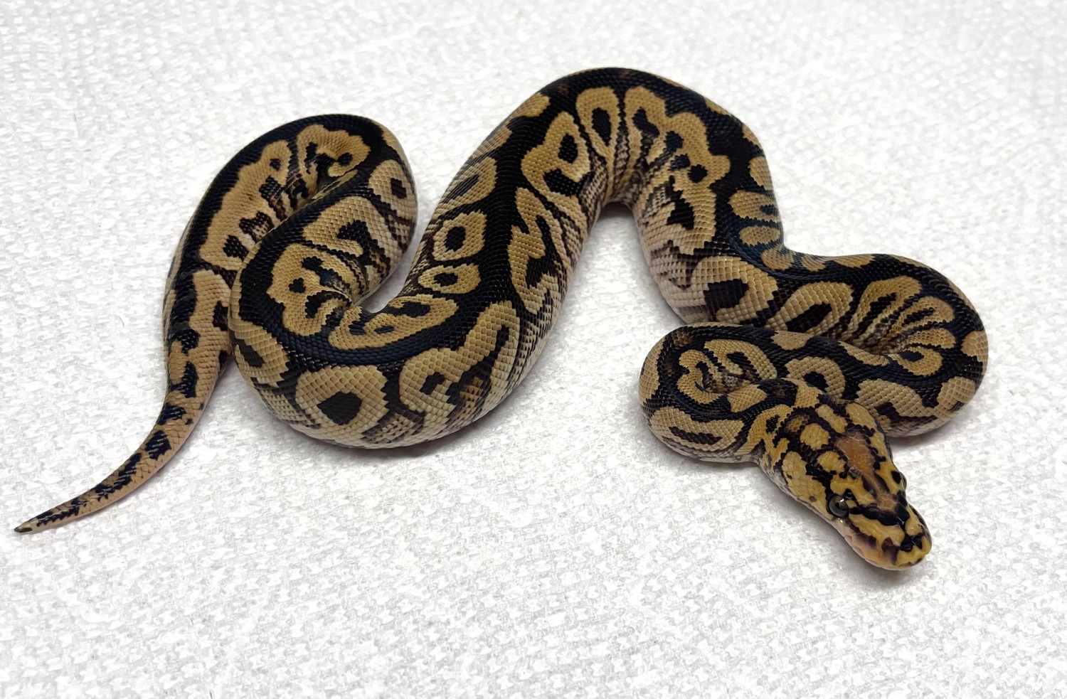Spotnose Yb Clown Het Candy Ball Python by Dnsmorphs - MorphMarket