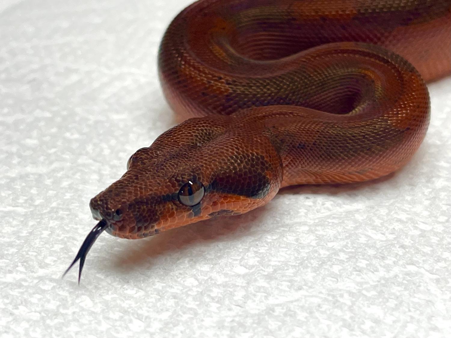 Hypo Leopard Het Albino Boa Constrictor by Dnsmorphs - MorphMarket
