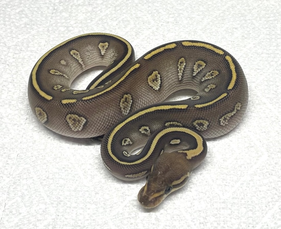 Stranger Lesser Het Clown Ball Python by DNSMORPHS
