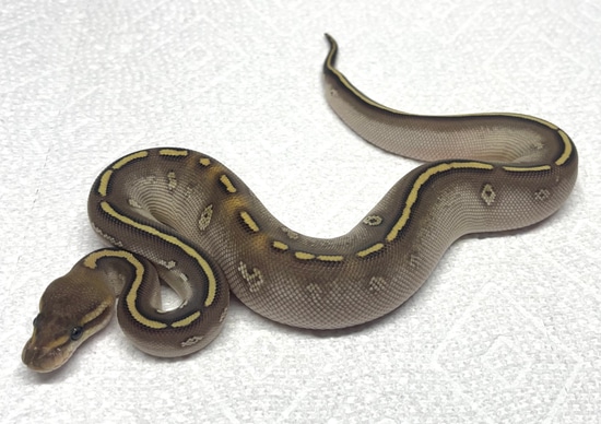 Stranger Lesser Het Clown Ball Python by DNSMORPHS