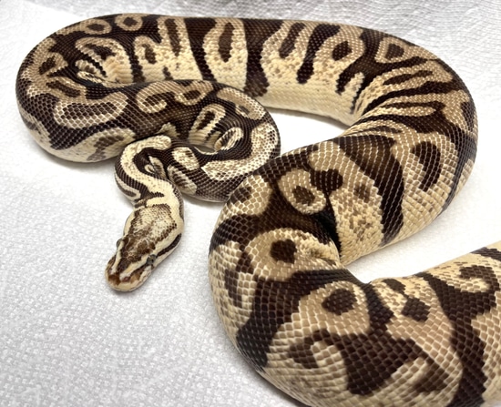 Het Patternless Pastel Ball Python by DNSMORPHS