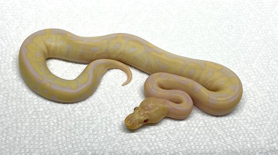 Candy Clown Spotnose Yb Ball Python by DNSMORPHS
