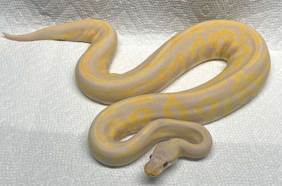Black Pastel Leopard Candy/Candino Ball Python by DNSMORPHS