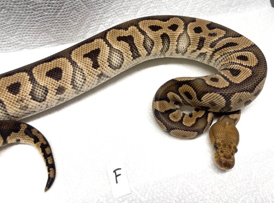 Dinker Clown Pair Ball Python by DNSMORPHS