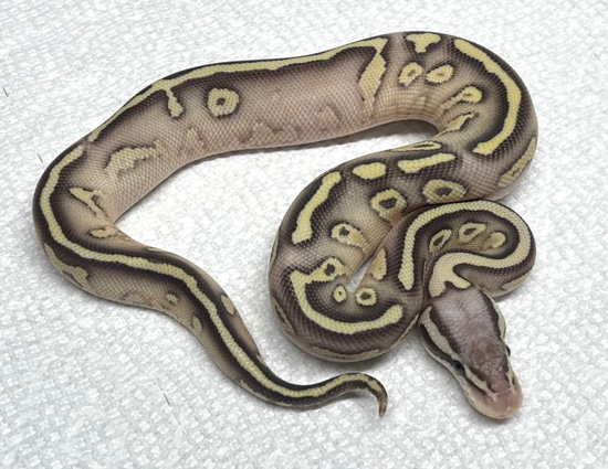 Stranger Pastel Lesser Het Clown Ball Python by DNSMORPHS