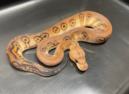 Stranger Black Pastel Fire Clown Ball Python by DNSMORPHS