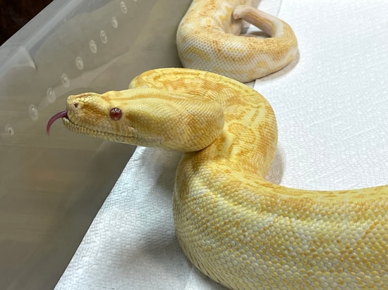 Sharp Albino Aztec Boa Constrictor by DNSMORPHS