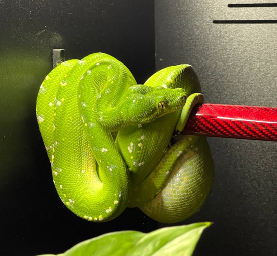 Aru LL-22-06 Green Tree Python by DNSMORPHS