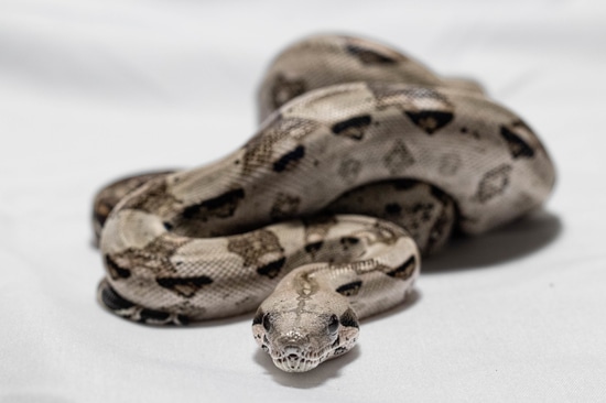 Crawl Cay Boa. Boa Constrictor by Jason"s