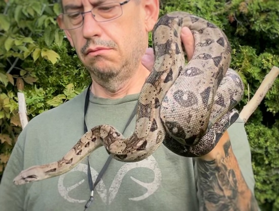 Crawl Cay Boa Boa Constrictor by Jason"s