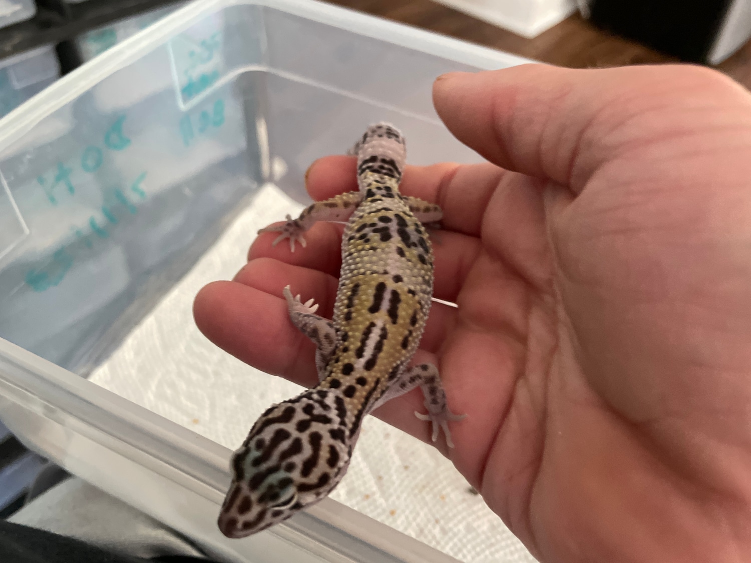 TSM Mack Snow Eclipse Het Bell Albino Leopard Gecko by Derek’s Geckos ...