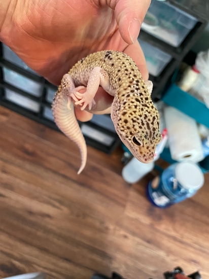 Mack Snow Eclipse Het Bell Albino- $100 Leopard Gecko by Derek’s Geckos