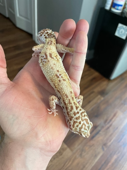 Retired Breeder Leopard Gecko by Derek’s Geckos