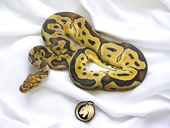 Yellow Belly Clown Het Desert Ghost Het Pied Ball Python by DP Animals