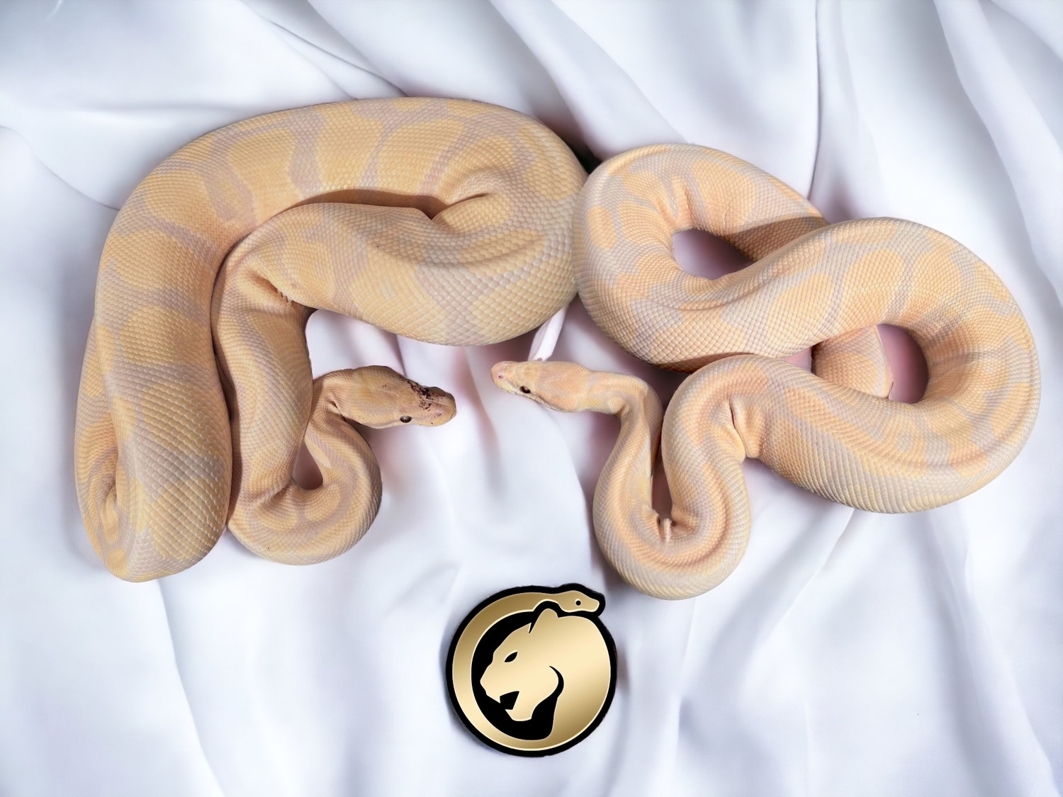 PAIR ADULT: Lavender Het Pied Het Axantic VPI Ball Python by DP Animals ...