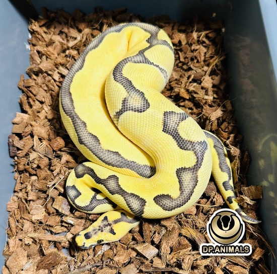 DG Clown Super Enchi Het Hypo Ball Python by DP Animals