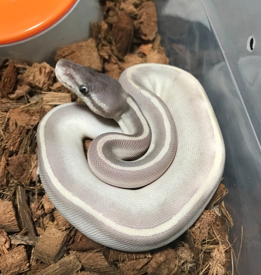 Mystic Potion 50% Het Orange Ghost Possible Vanilla Ball Python by ...