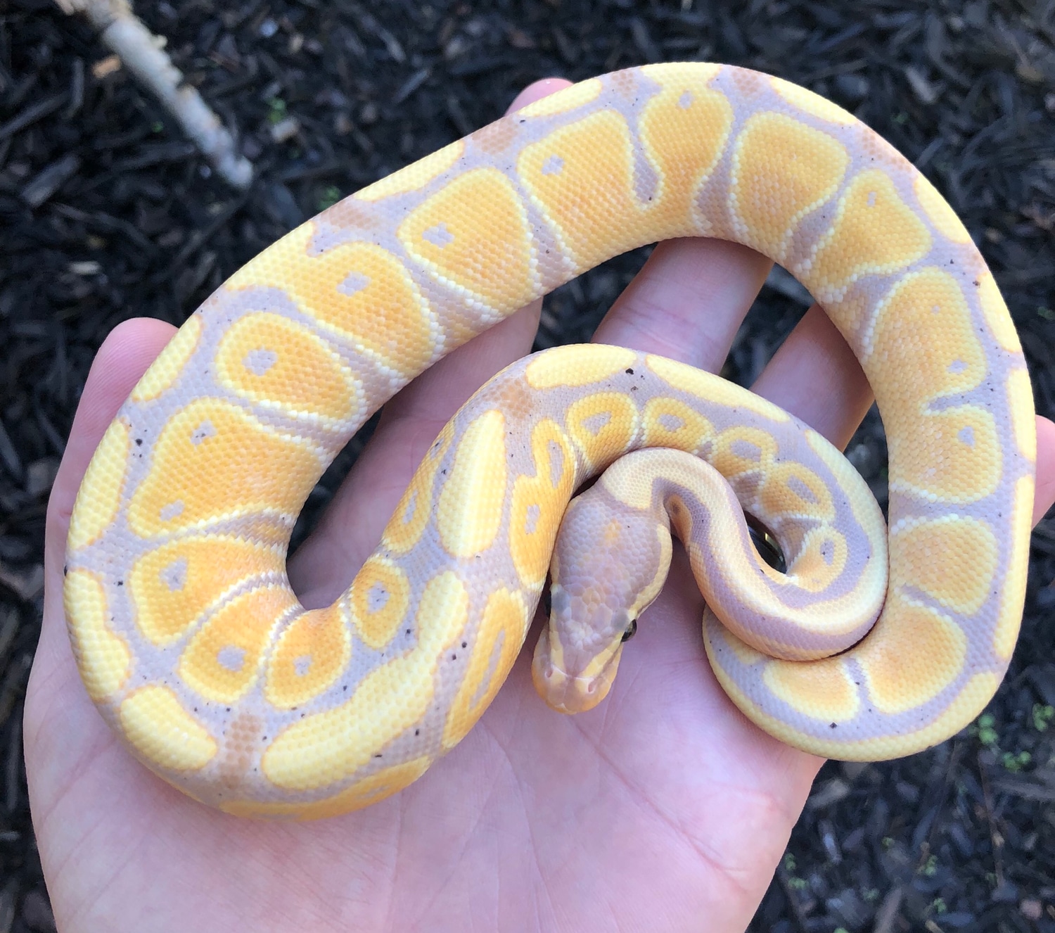 Banana Het Hypo Probable Vanilla Ball Python by Frameshift Reptiles LLC - MorphMarket