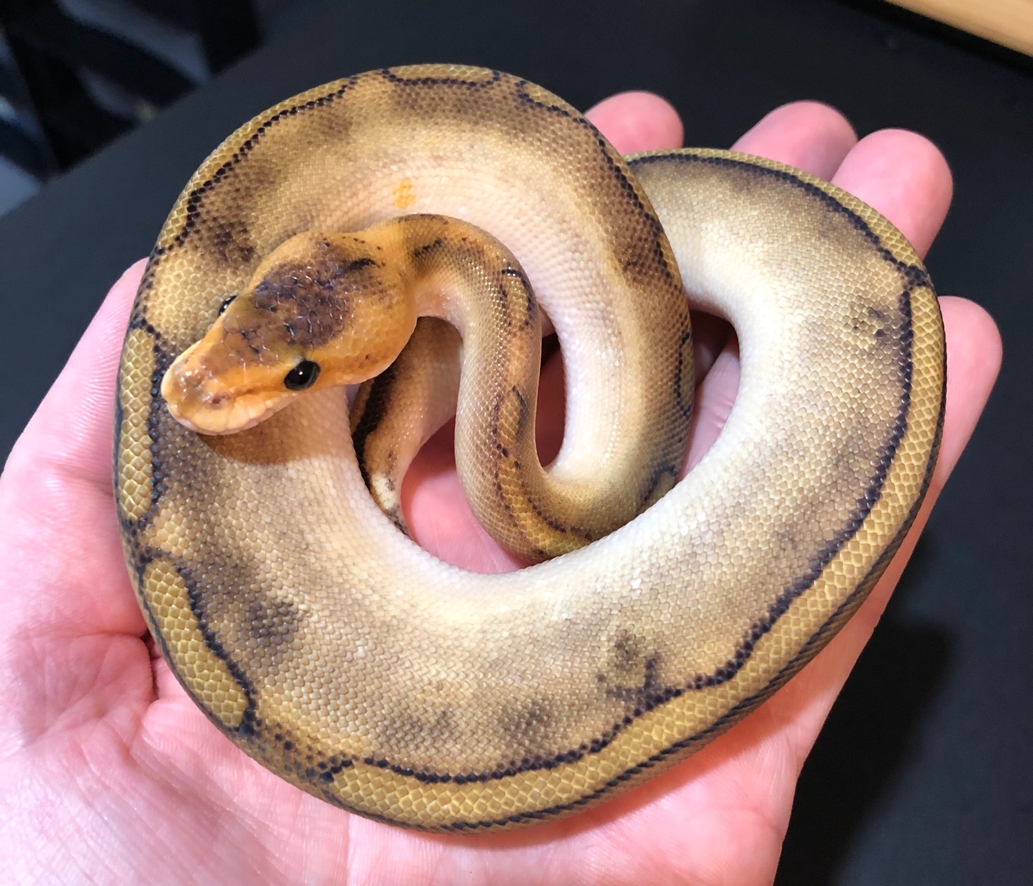 Champagne Enchi Ball Python by Frameshift Reptiles LLC - MorphMarket