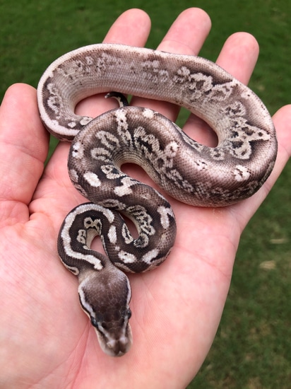Black Pewter Calico Het Albino Ball Python by Frameshift Reptiles LLC