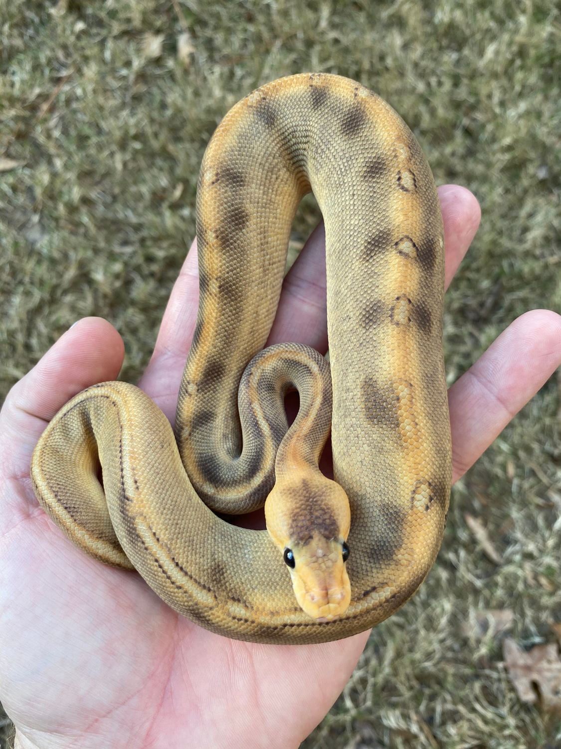 Champagne Orange Dream Het Red Axanthic Ball Python by Frameshift ...