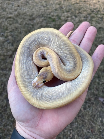 Champagne Mystic Or Mojave Ball Python by Frameshift Reptiles LLC